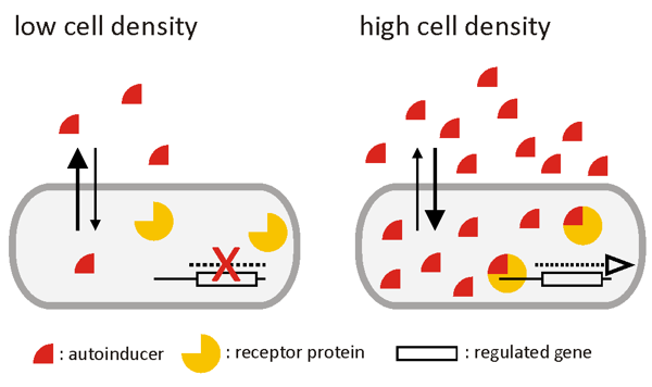 Quorum sensing - 인코덤, 생물정보 전문위키