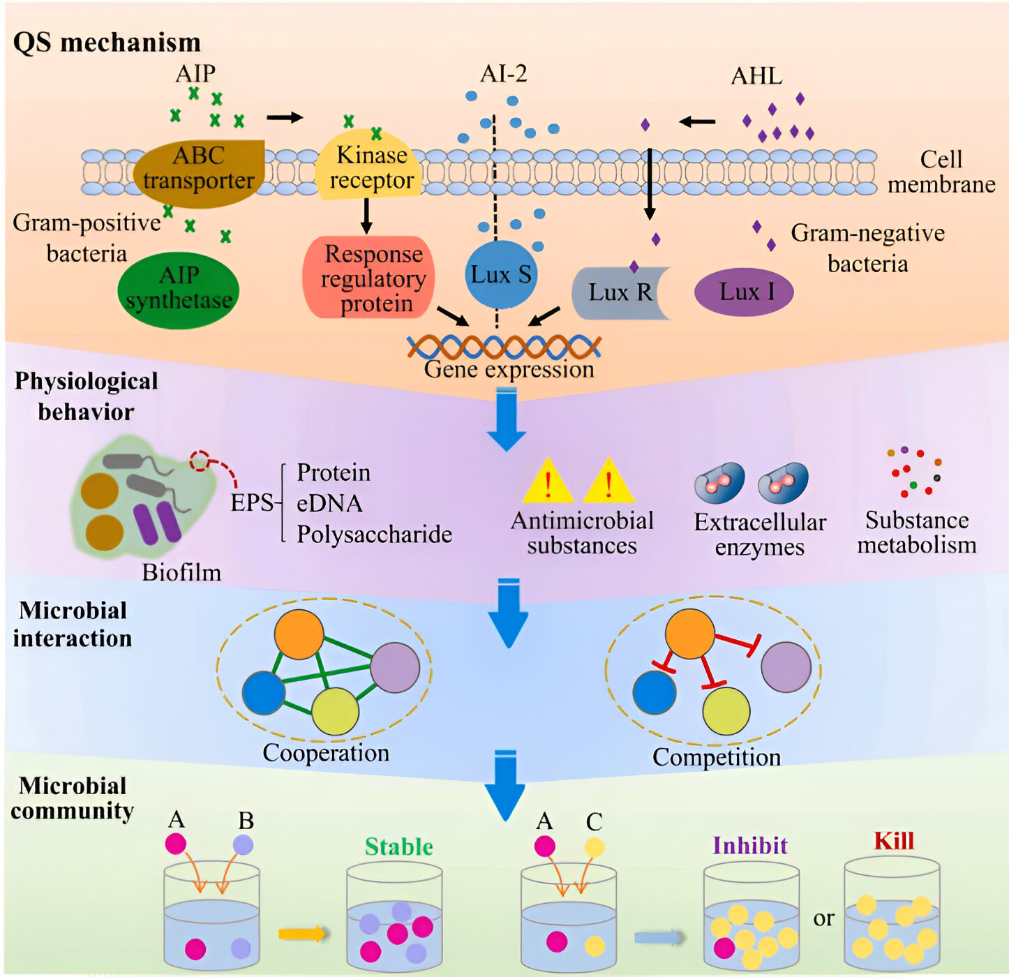 Quorum sensing - 인코덤, 생물정보 전문위키
