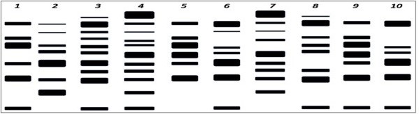 RAPD(Random Amplified Polymorphic DNA) - 인코덤, 생물정보 전문위키