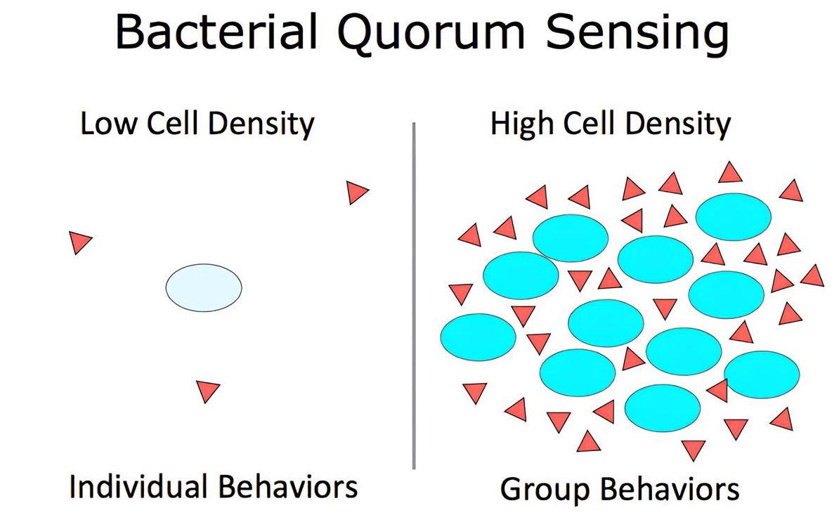 Quorum sensing - 인코덤, 생물정보 전문위키