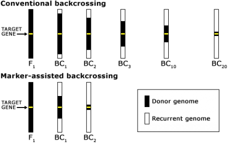 여교배 - 인코덤, 생물정보 전문위키